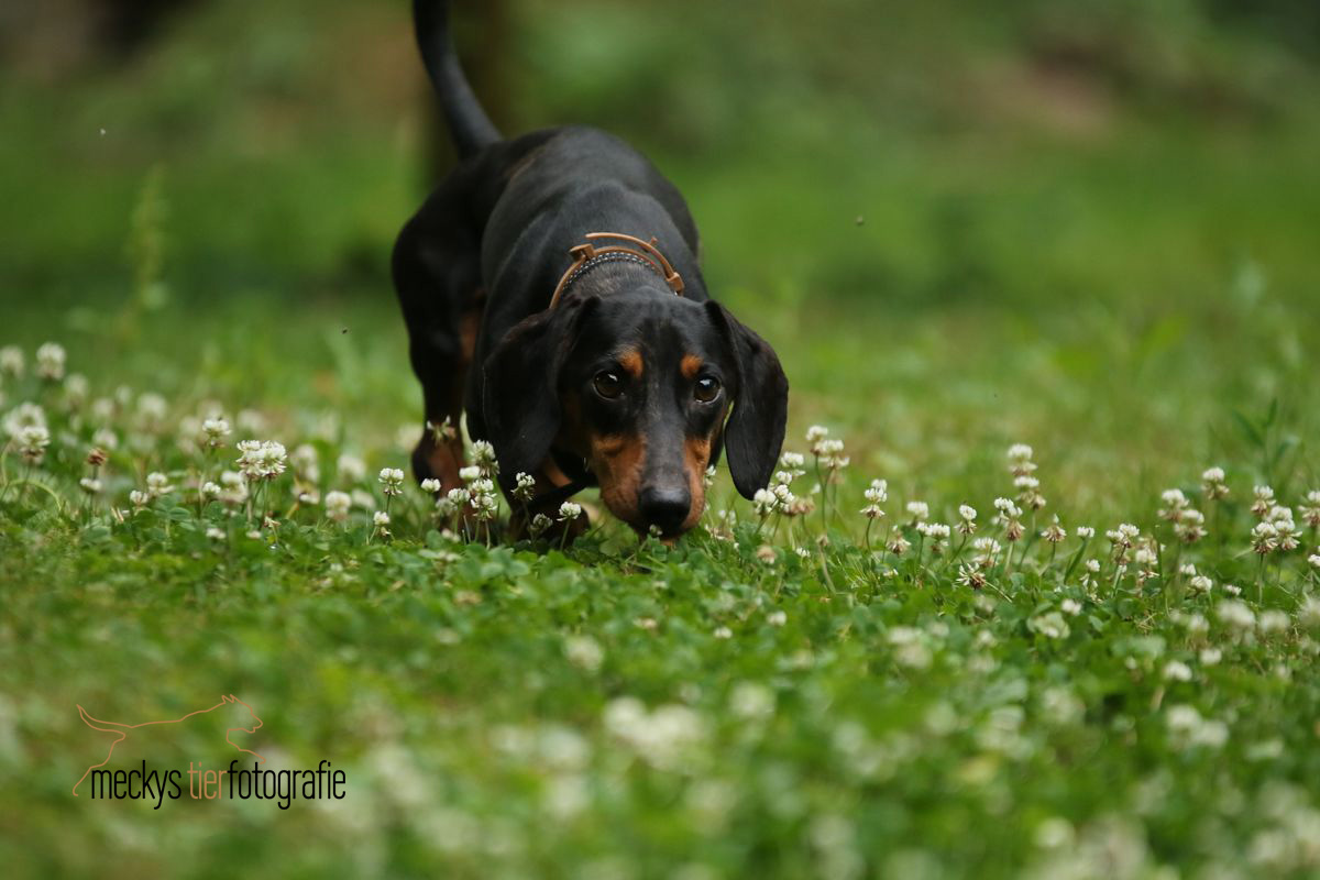 Bonja ist angekommen Foto & Bild | hunde, natur, katzen Bilder auf ...