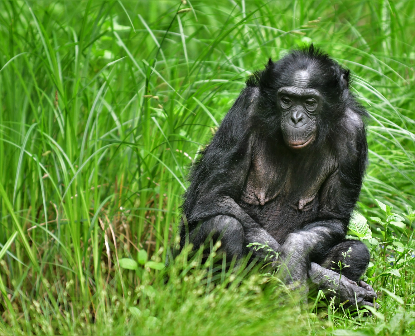 Bonobo Foto & Bild | natur, affen, köln Bilder auf fotocommunity