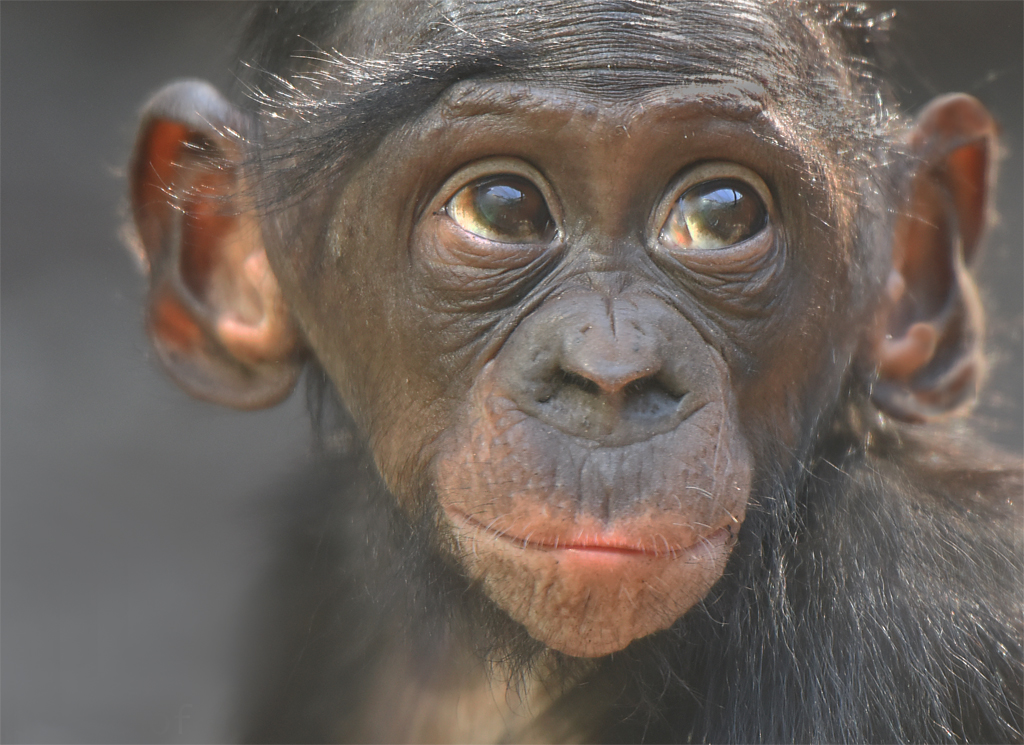 Bonobo Foto & Bild | natur, tiere, wildlife Bilder auf fotocommunity