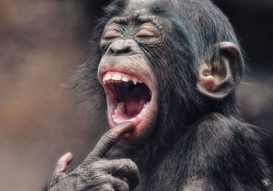 BONOBO Foto & Bild | tiere, zoo, wildpark & falknerei, säugetiere ...