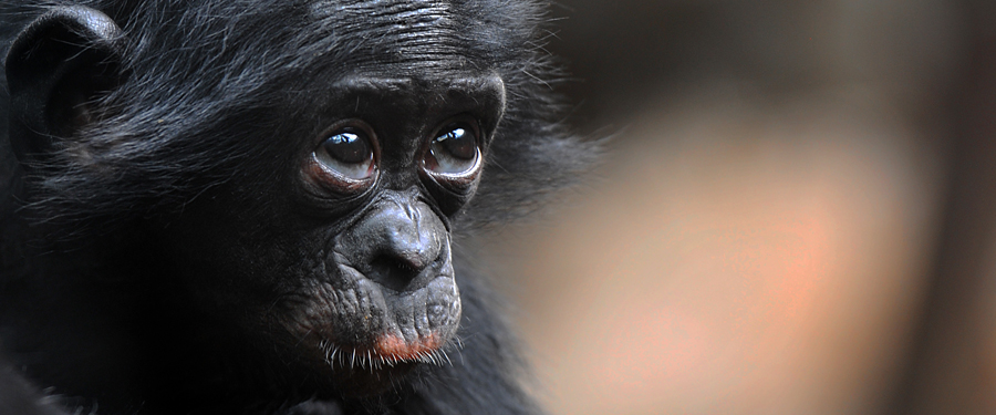 BONOBO Foto & Bild | tiere, zoo, wildpark & falknerei, säugetiere ...
