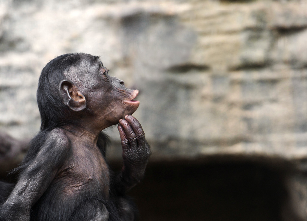 BONOBO Foto & Bild | tiere, zoo, wildpark & falknerei, säugetiere ...
