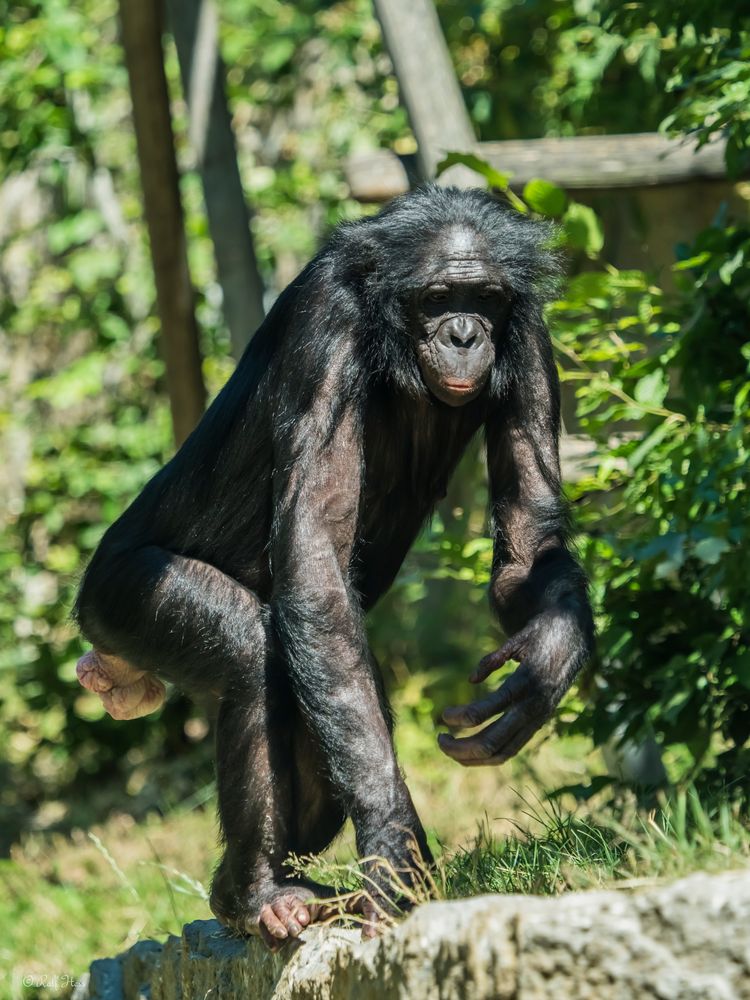 Bonobo Foto & Bild | tiere, zoo, wildpark & falknerei, pflanzen Bilder ...