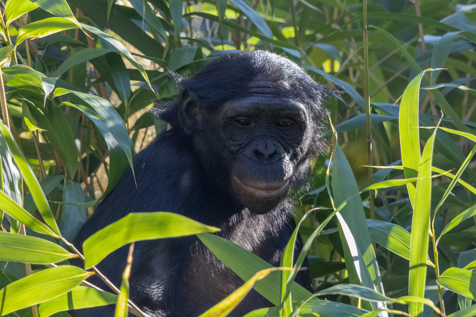 Bonobo Foto & Bild | tiere, wildlife, säugetiere Bilder auf fotocommunity
