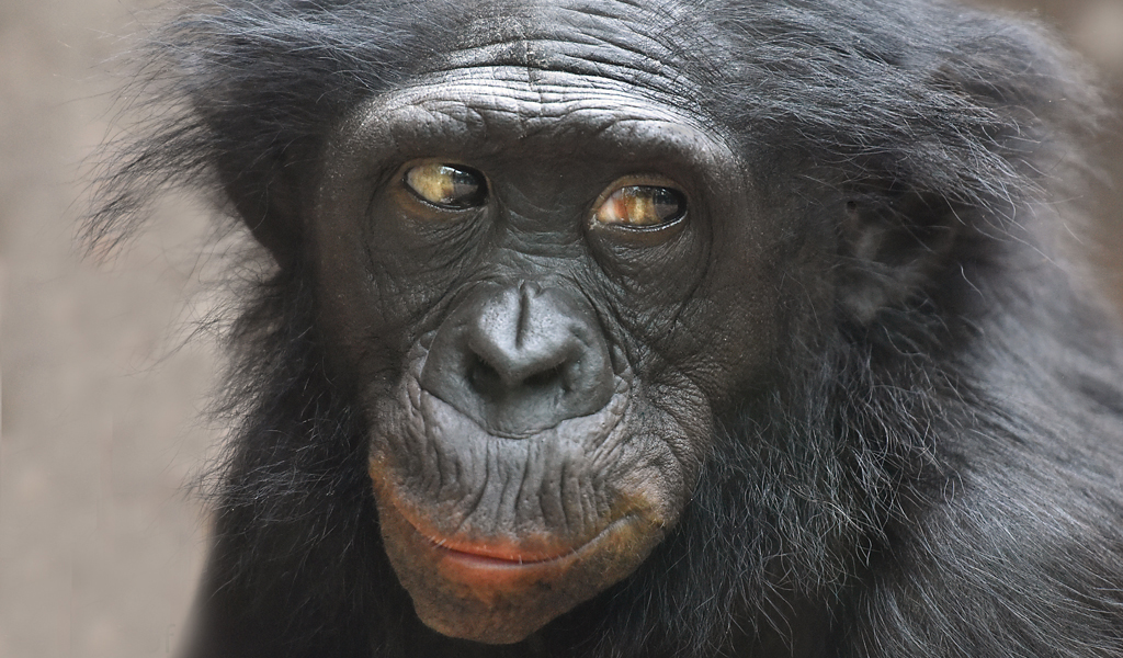 Bonobo Foto & Bild | tiere, wildlife, säugetiere Bilder auf fotocommunity