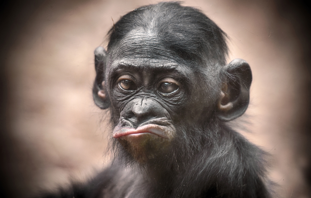 Bonobo Foto & Bild | natur, tiere, youth Bilder auf fotocommunity
