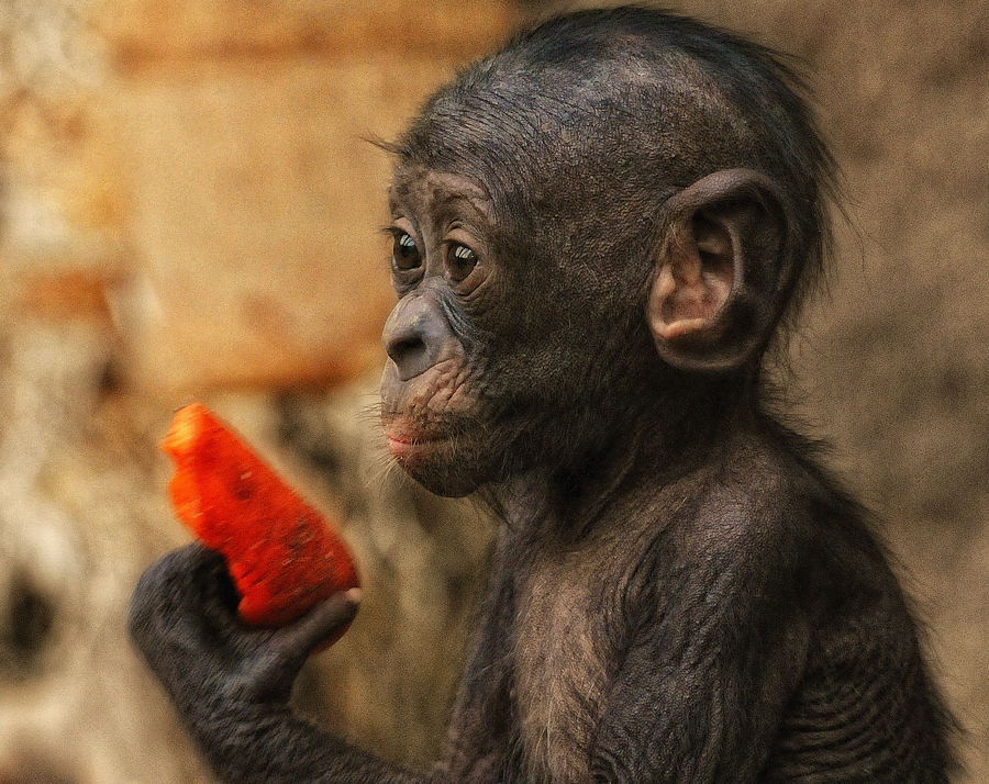 BONOBO Foto & Bild | tiere, zoo, wildpark & falknerei, säugetiere ...