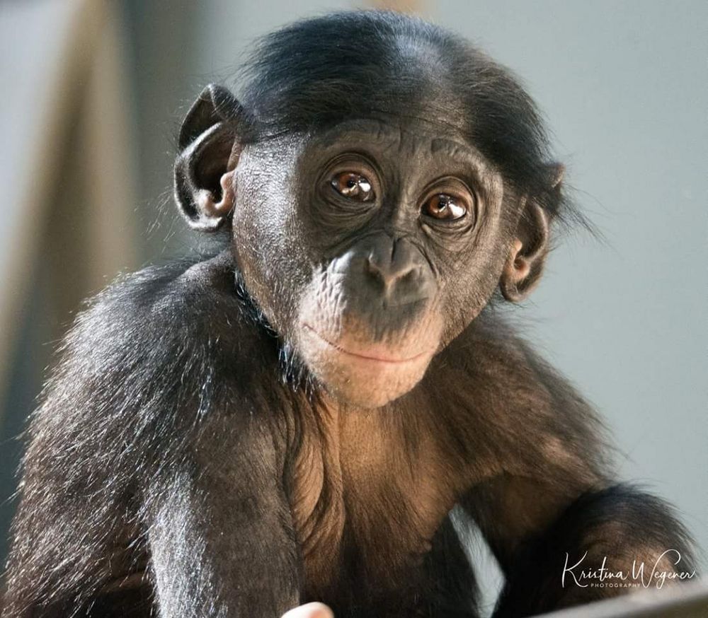 Bonobo Foto & Bild | tiere, zoo, wildpark & falknerei, säugetiere ...
