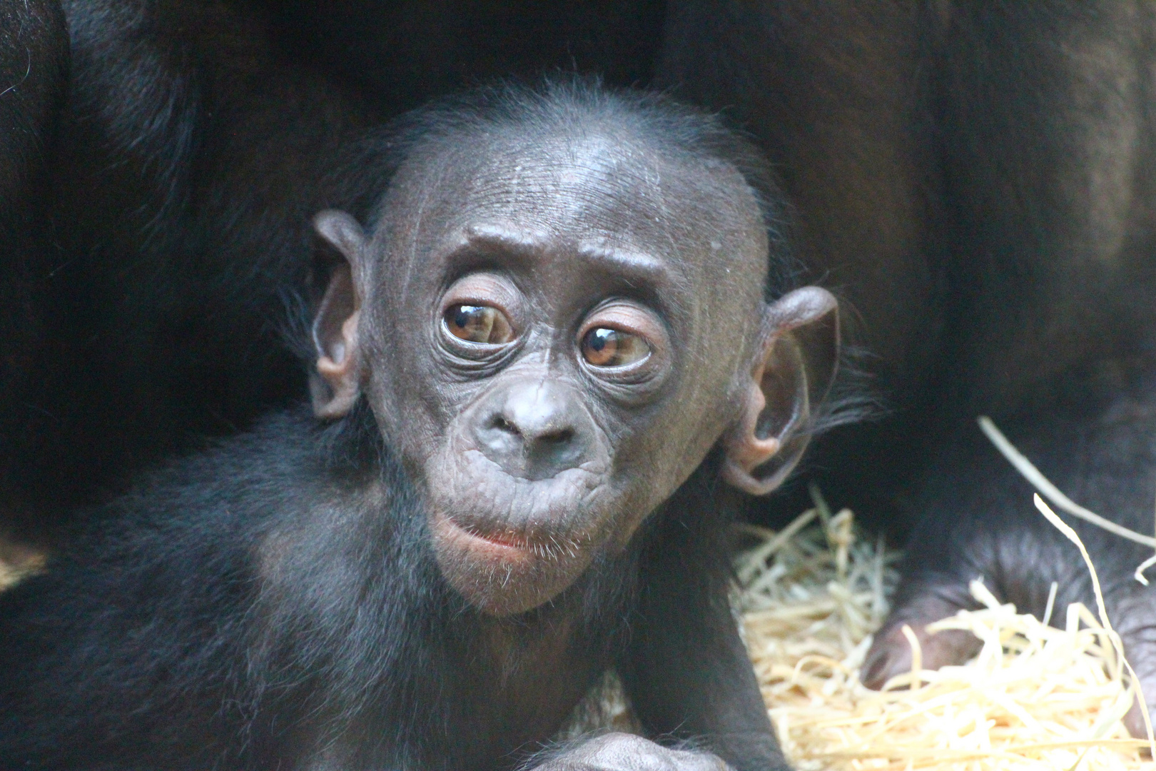 Bonobo-Junges (geb. am 29. Juli) Foto & Bild | zoo, tiere, bonobos ...