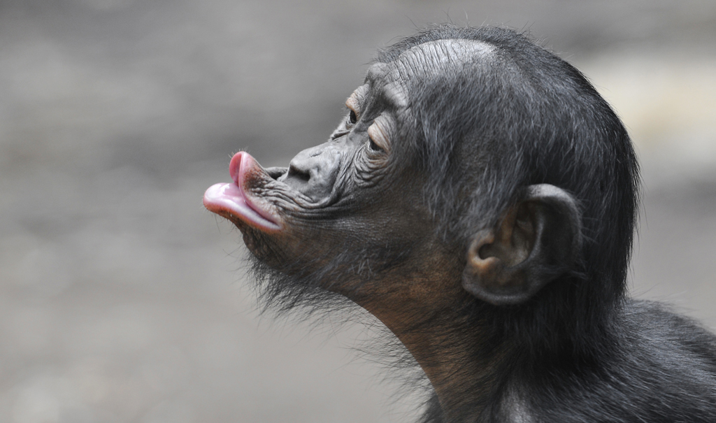 BONOBO JUNIOR Foto & Bild | tiere, zoo, wildpark & falknerei ...
