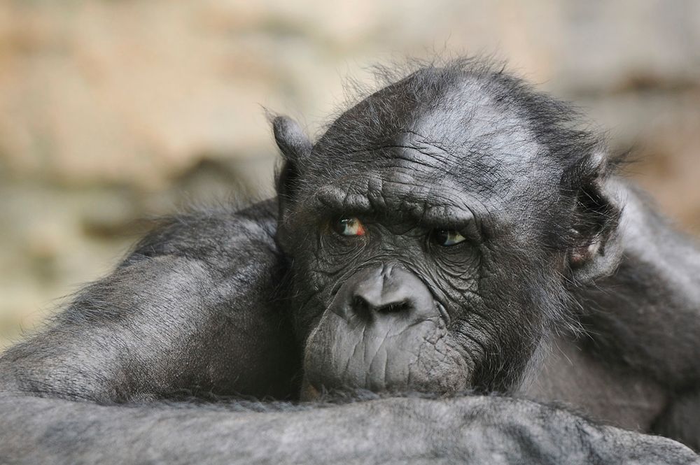 BONOBO - LUDWIG Foto & Bild | tiere, zoo, wildpark & falknerei ...