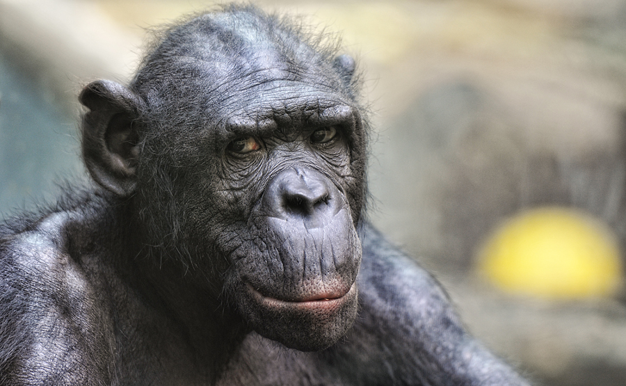 BONOBO-LUDWIG Foto & Bild | tiere, zoo, wildpark & falknerei ...