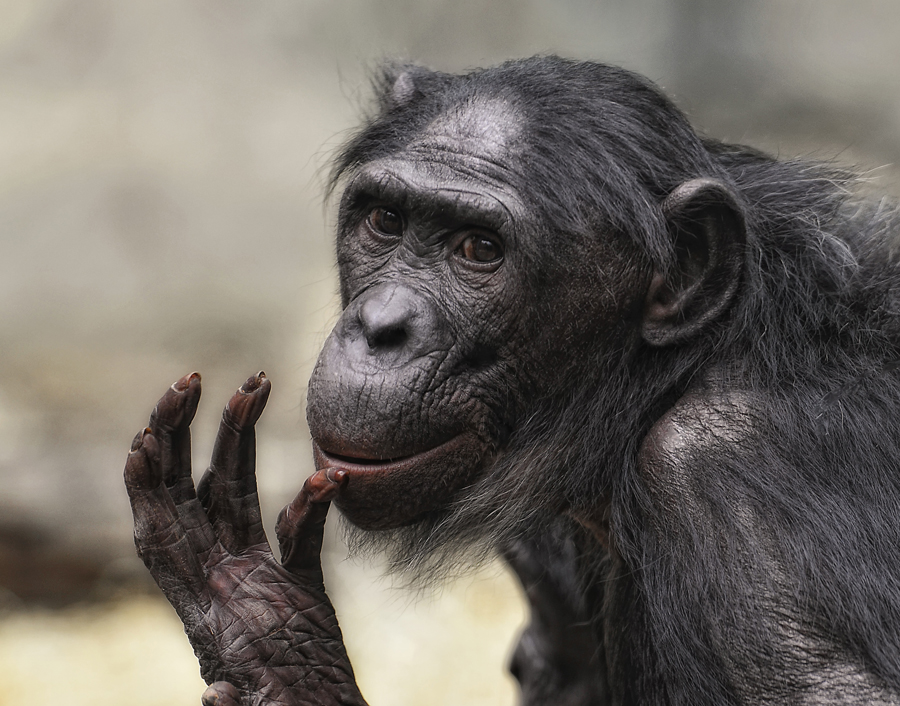 BONOBO-NATALIE Foto & Bild | tiere, zoo, wildpark & falknerei ...