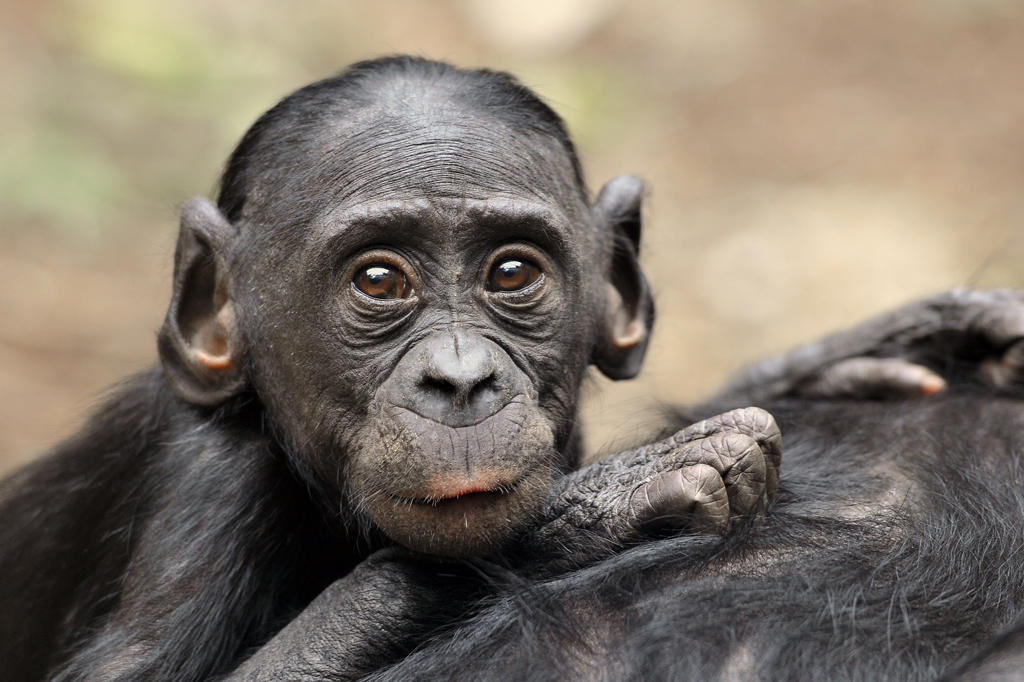 BONOBO-PANGI Foto & Bild | tiere, zoo, wildpark & falknerei, säugetiere ...