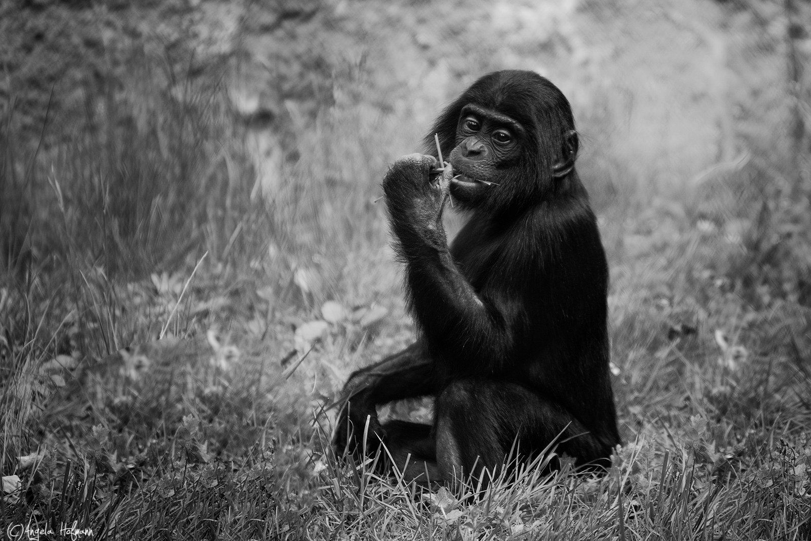 Bonobo Portrait *** Foto & Bild | tiere, zoo, wildpark & falknerei ...