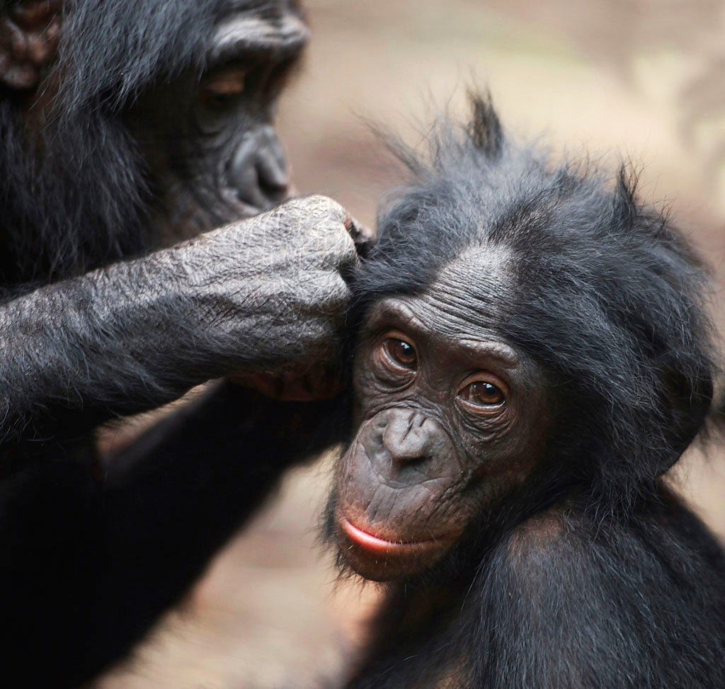 BONOBOS Foto & Bild | tiere, zoo, wildpark & falknerei, säugetiere ...