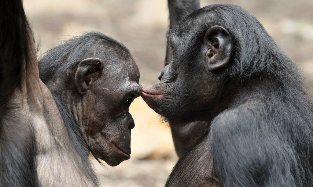 BONOBOS Foto & Bild | tiere, zoo, wildpark & falknerei, säugetiere ...