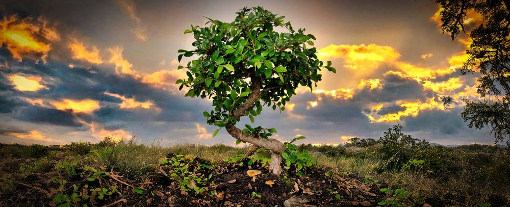 Bonsai 2 Foto & Bild | ki - montagen, ki - natur, landschaft Bilder auf fotocommunity