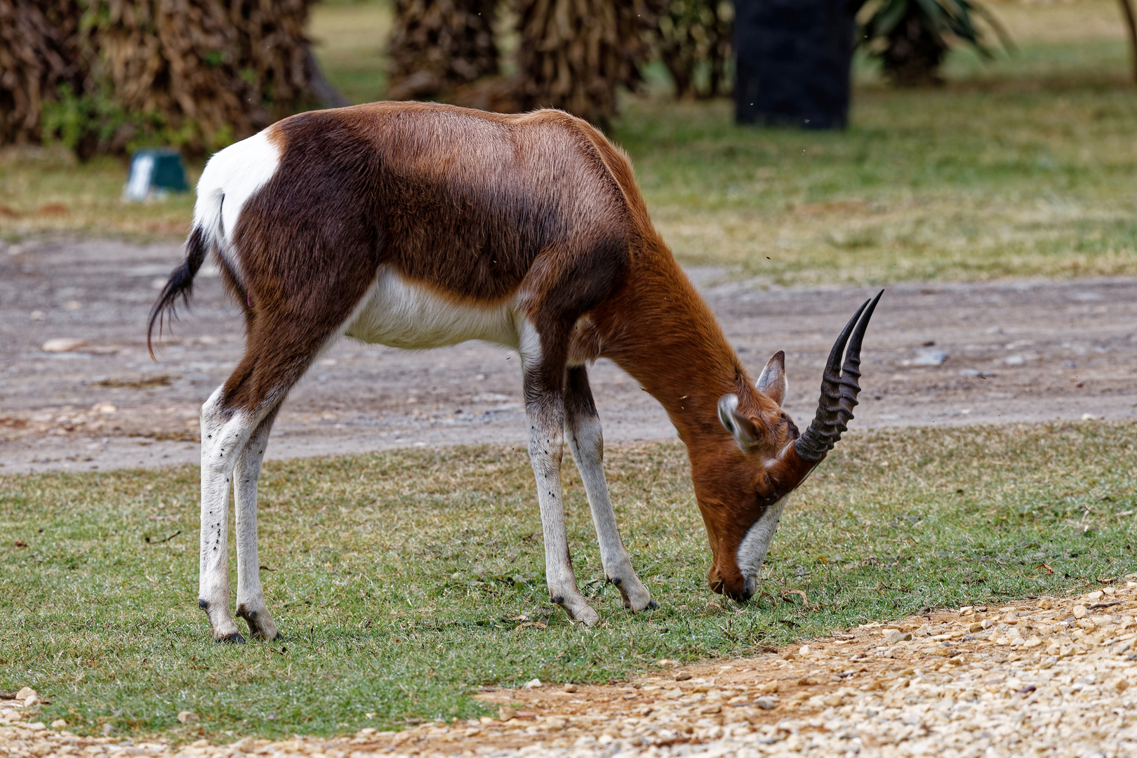 Bontebok_1 Foto & Bild | africa, southern africa, south africa Bilder ...