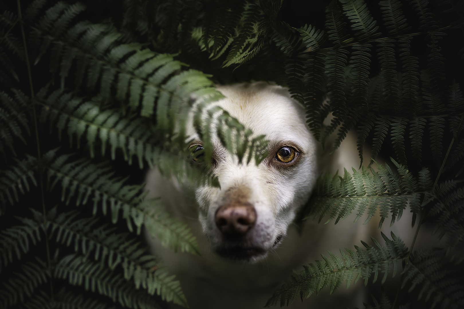 boo boo boo ... Foto & Bild | wald, licht, natur Bilder auf fotocommunity