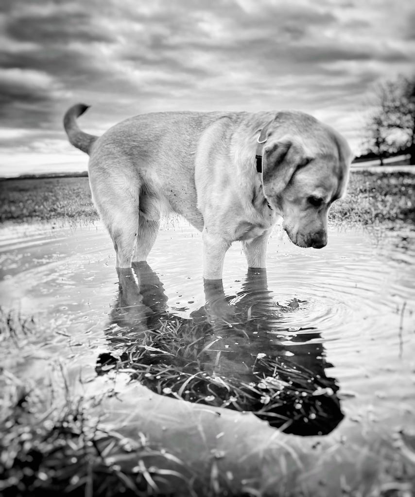 Bootsmann Foto & Bild | tiere, haustiere, hunde Bilder auf fotocommunity
