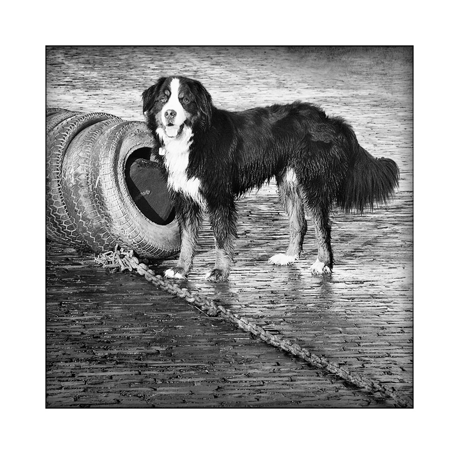 " Bootsmann" Foto & Bild | tiere, haustiere, hunde Bilder auf fotocommunity