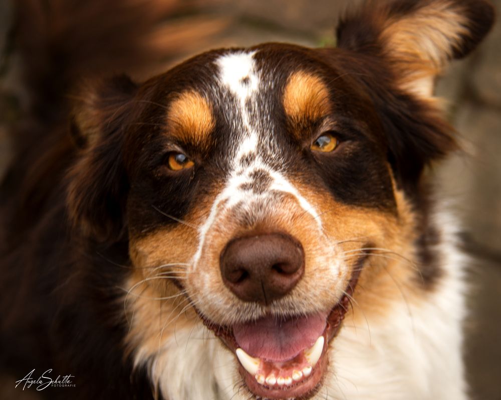 Bootsmann... Bitte lächeln Foto & Bild | tiere, haustiere, hunde Bilder ...