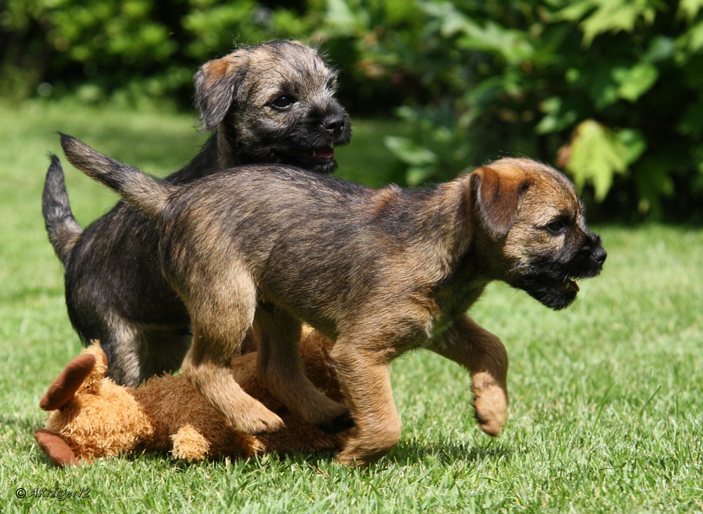 Border Terrier Welpen 9 Wochen alt Foto & Bild | tiere, haustiere ...