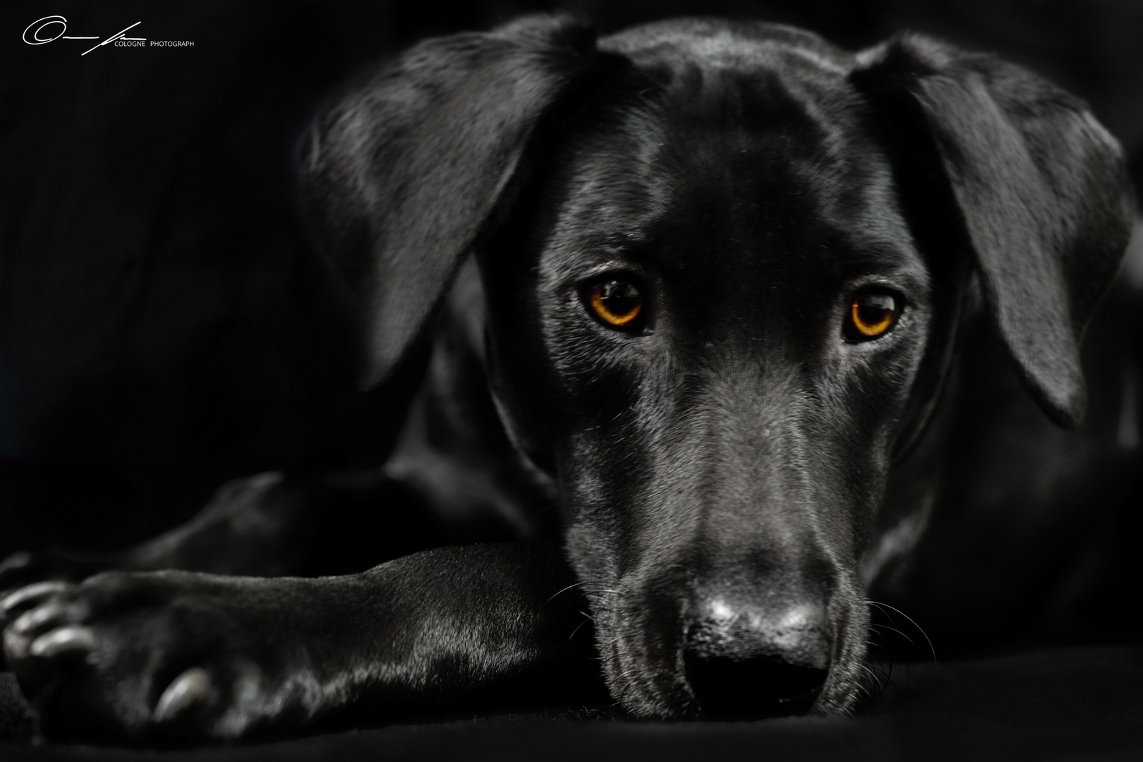 Bored dog Foto & Bild | studio, hunde, hund Bilder auf fotocommunity