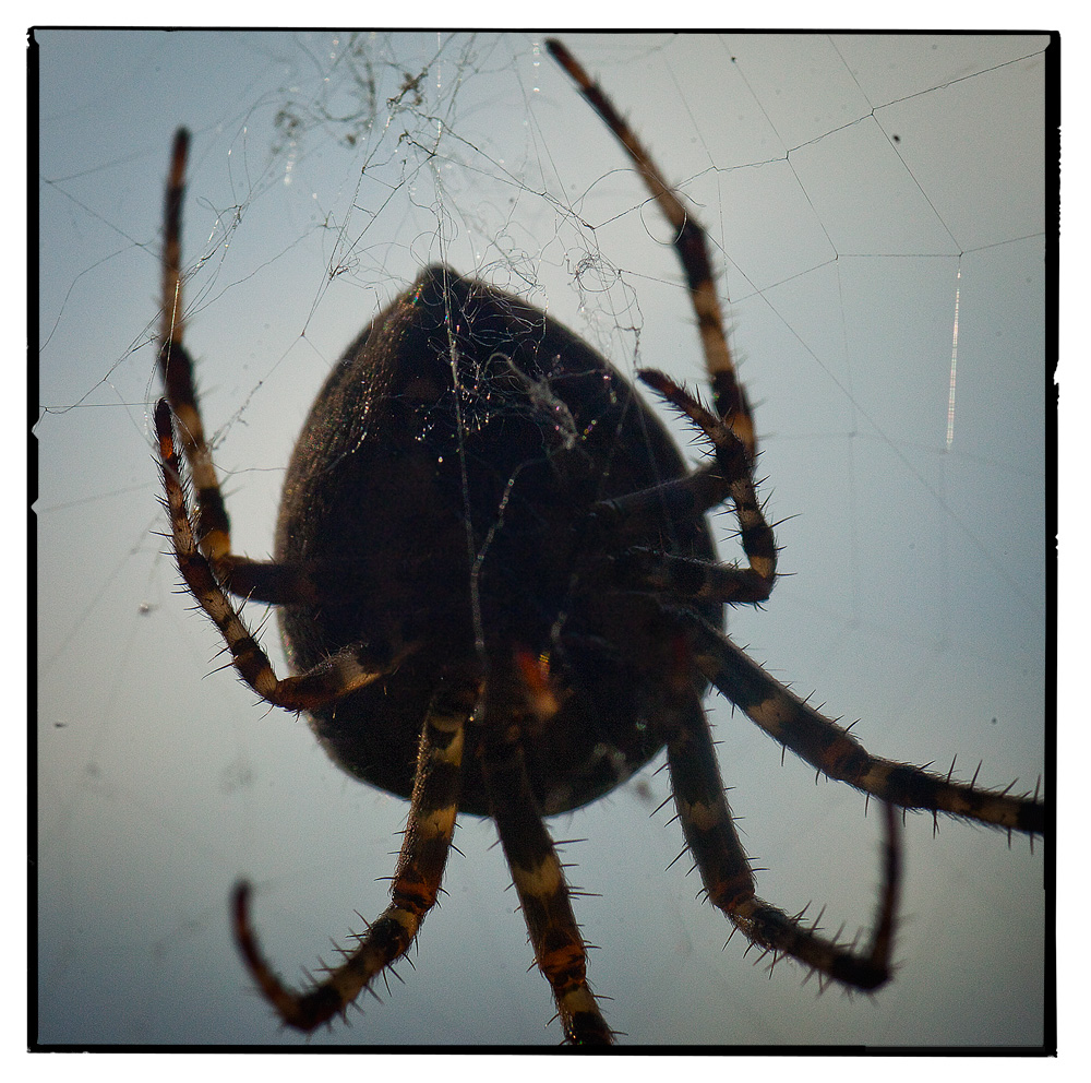 Boris, the messy spider Foto & Bild | tiere, wildlife, spinnen Bilder ...