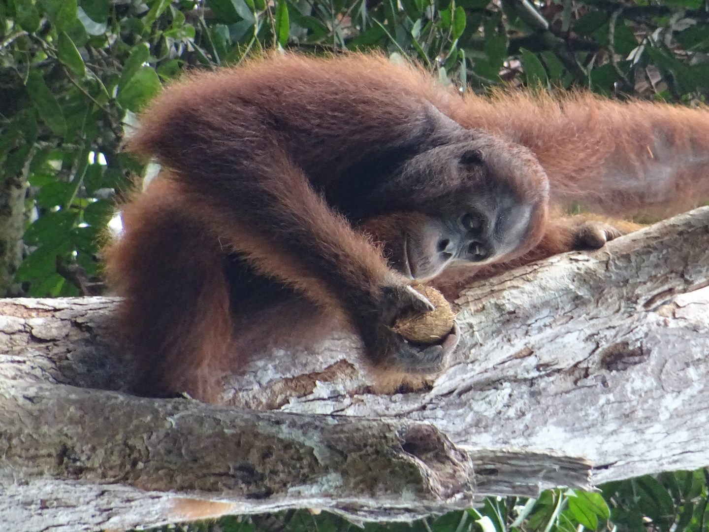 Borneo Orang Utan Foto & Bild | natur, jungle, malaysia Bilder auf ...
