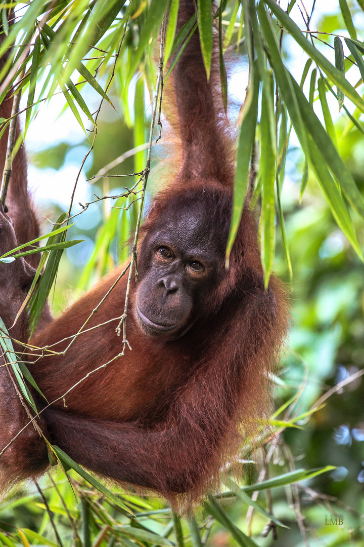 Borneo-Orang-Utan Foto & Bild | world, natur, landschaft Bilder auf ...