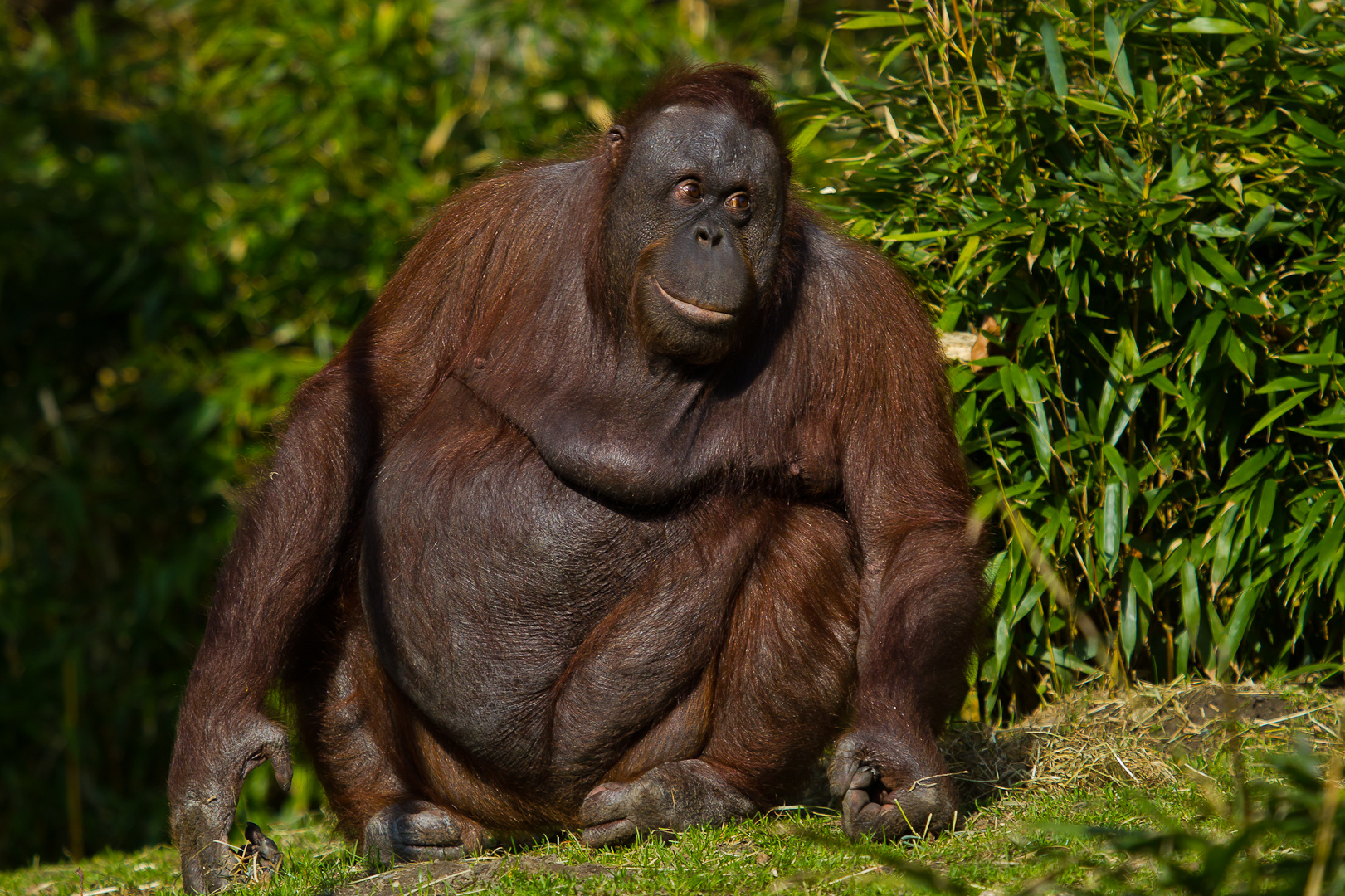 Borneo-Orang-Utan Foto & Bild | tiere, zoo, wildpark & falknerei ...