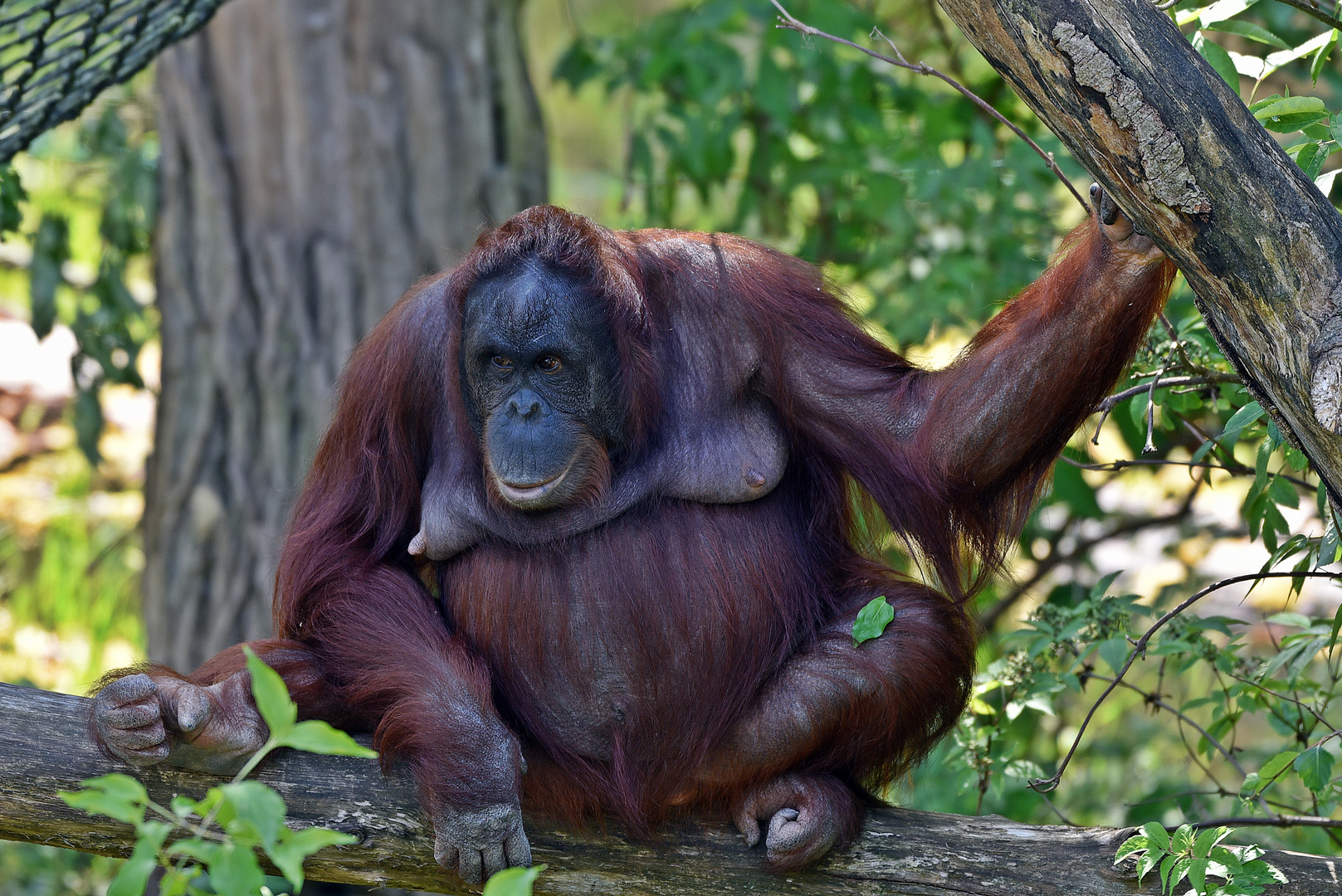 Borneo-Orang-Utan (Pongo pygmaeus) Foto & Bild | tiere, zoo, wildpark ...
