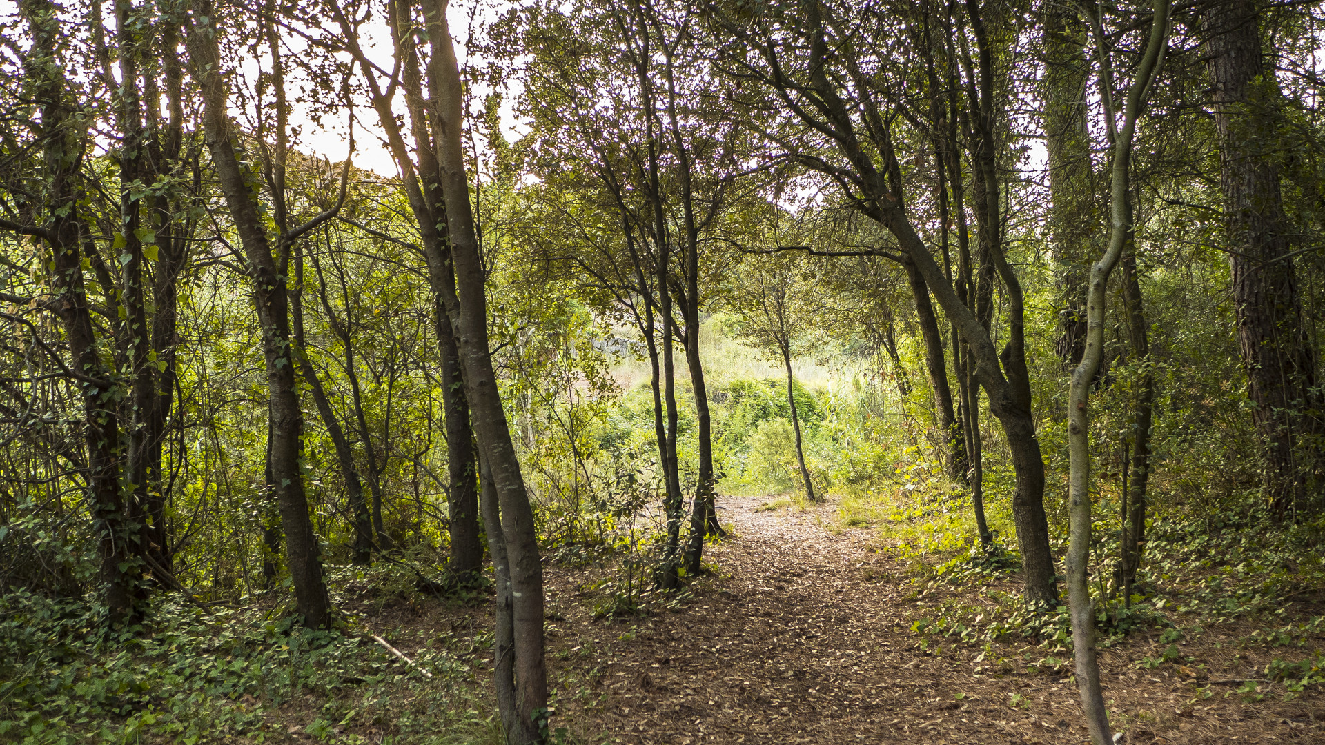bosc Imagen & Foto | nature, landscape, naturaleza Fotos de fotocommunity