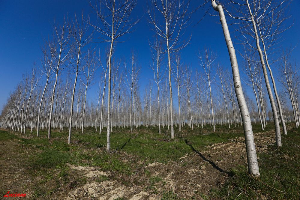 bosco di pioppi Foto % Immagini| piante, fiori e funghi, paesaggi ...