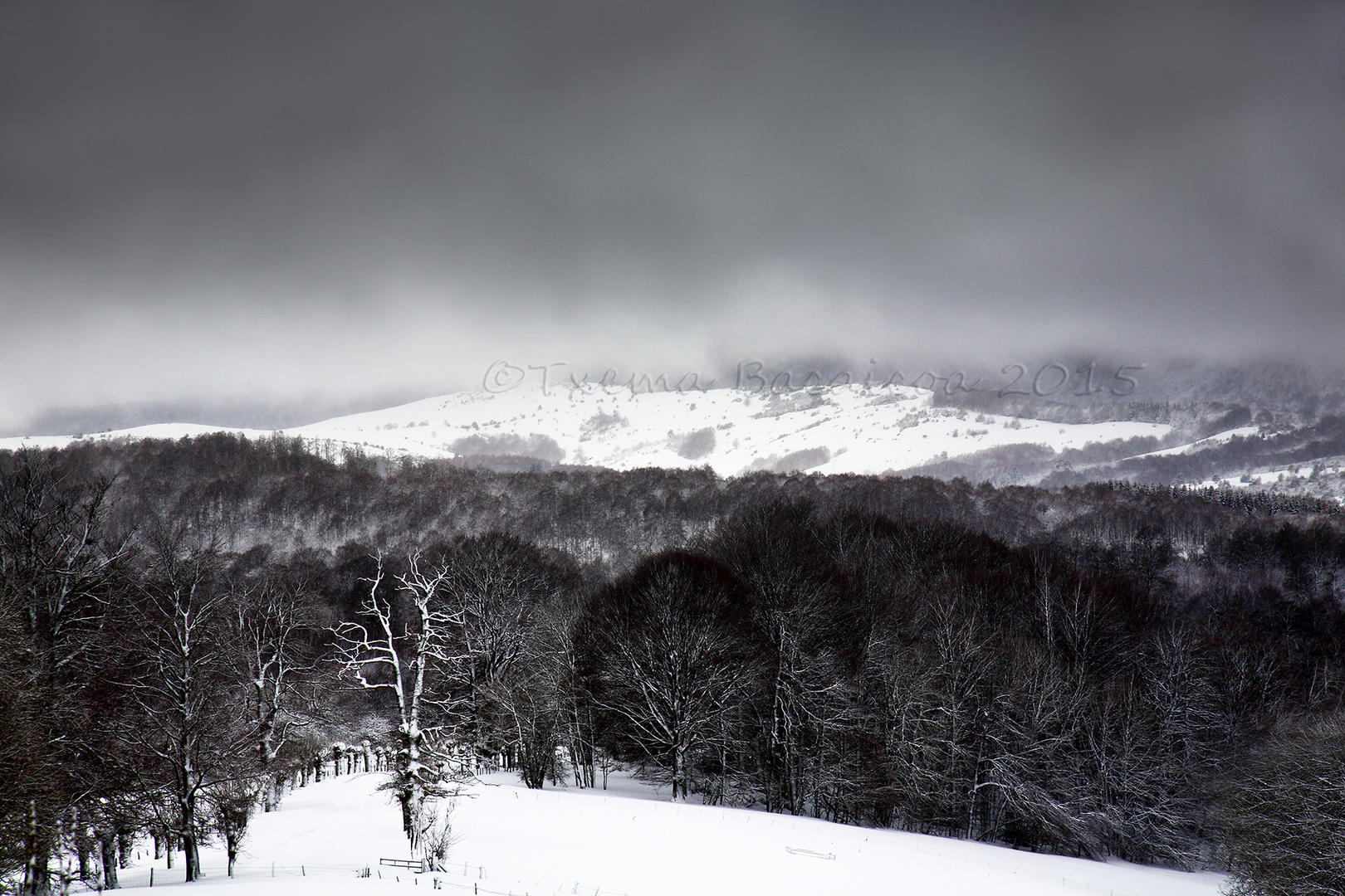 Bosque invernal Imagen & Foto | paisajes, estaciones del año, invierno ...