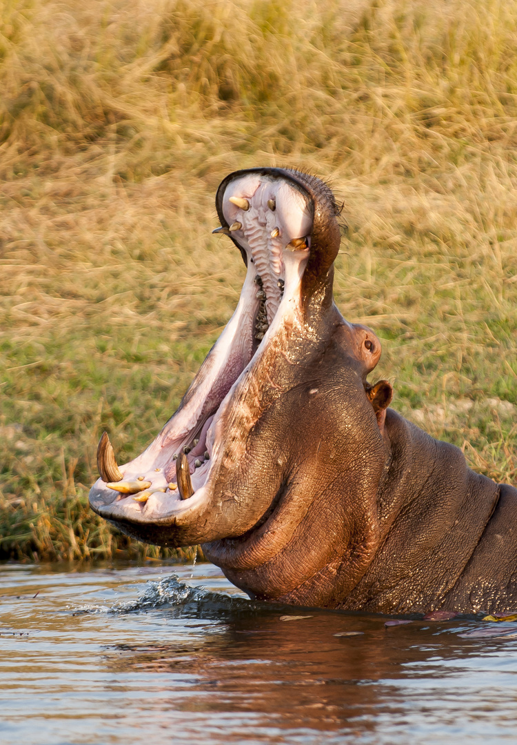 Bostezando Imagen & Foto | animales, animales salvajes, f Fotos de ...