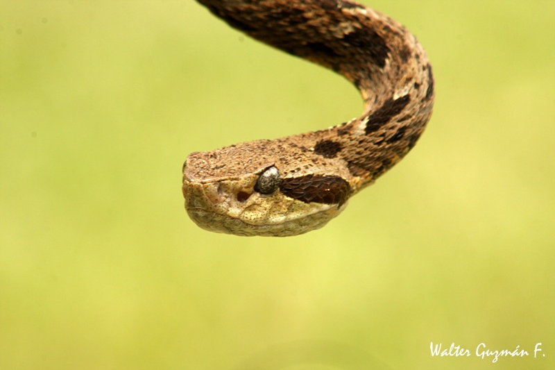 Bothrops sp. Imagen & Foto | elementos , naturaleza Fotos de fotocommunity