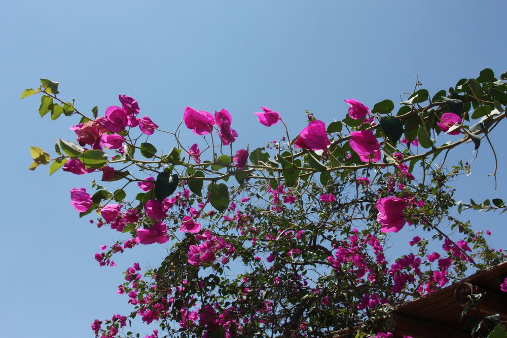 Bougainvillea Foto & Bild | jahreszeiten, sommer, natur Bilder auf ...