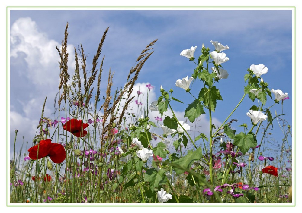 Bouquet champêtre photo et image | plantes, champignons & lichens ...