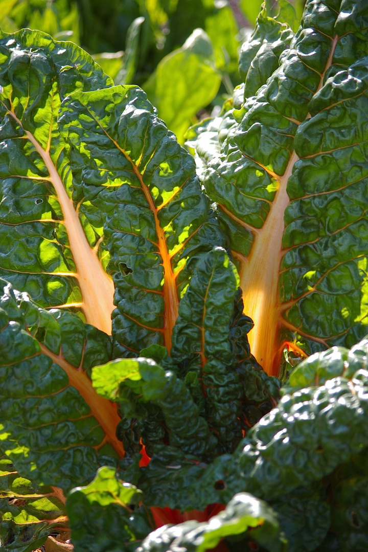 bouquet de blette photo et image | plantes, champignons & lichens ...