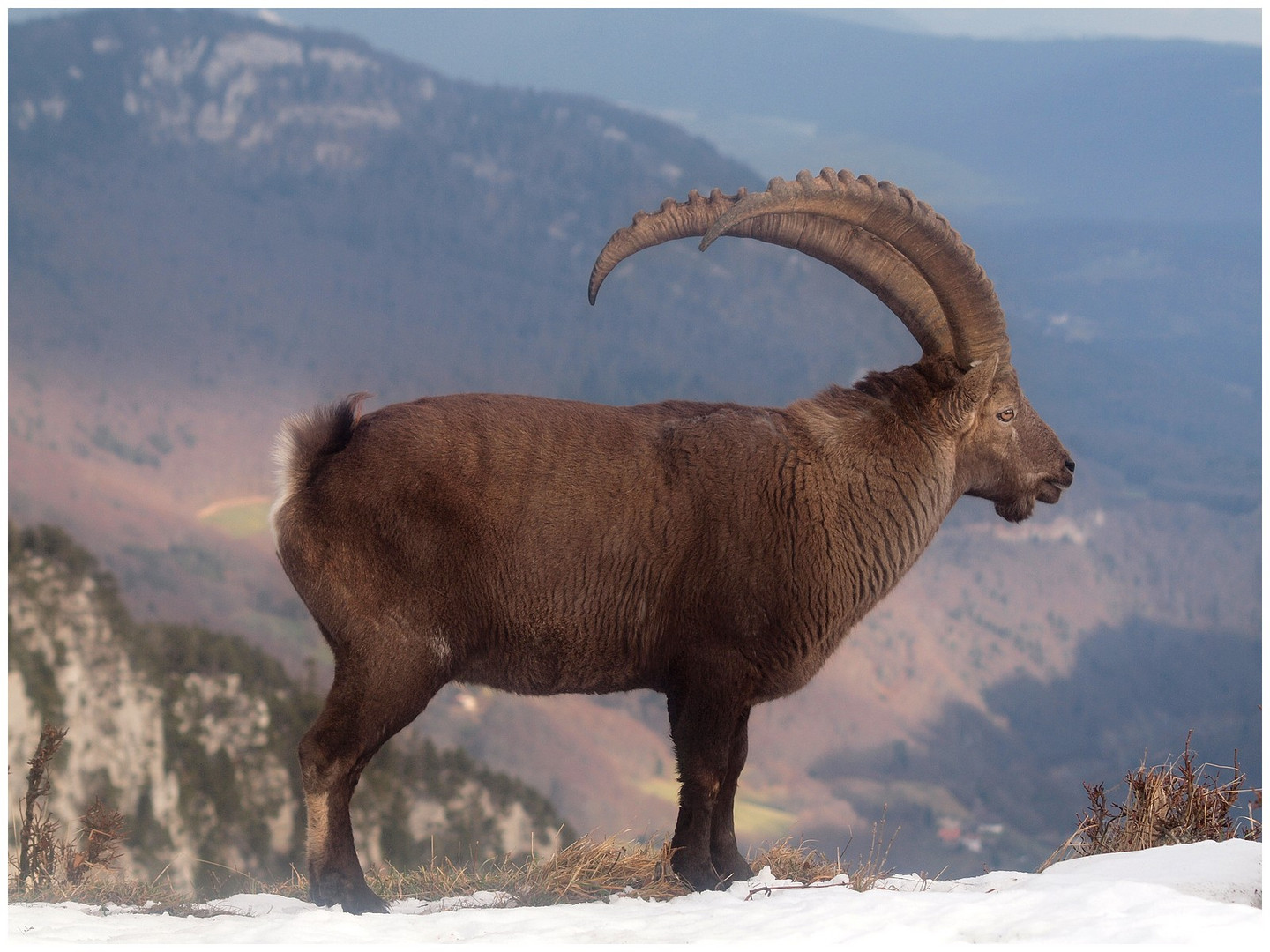 Bouquetin par une journée d hiver photo et image | animaux, animaux ...