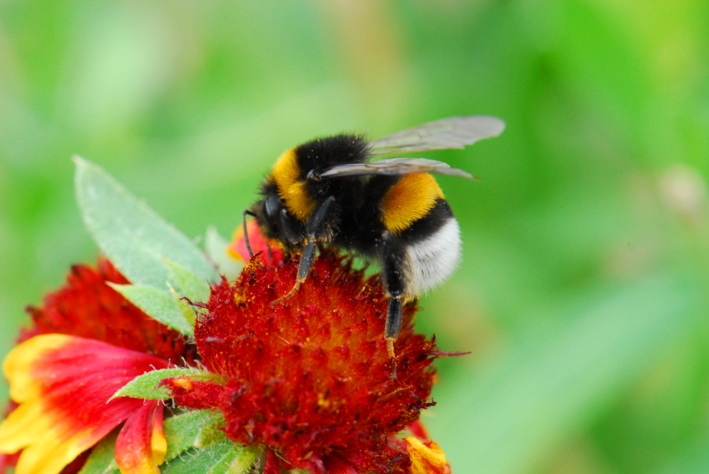 Bourdon photo et image | animations photographiques, un jour - une ...