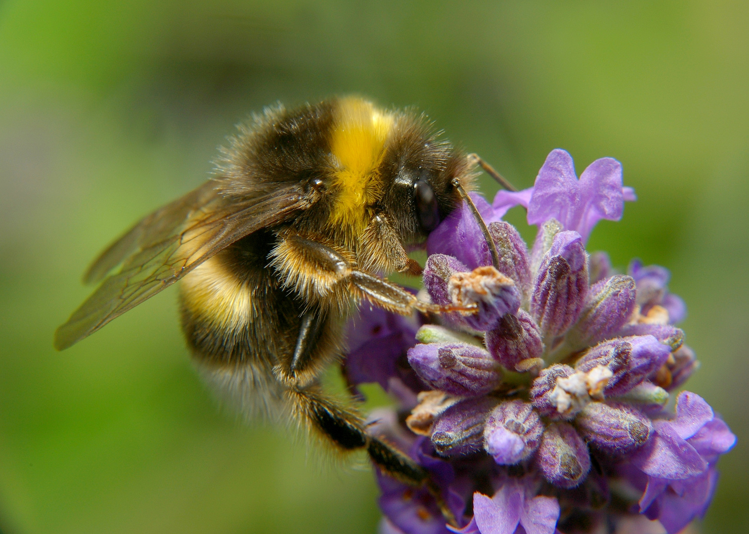 Bourdon photo et image | macro nature, macro insectes, macro Images ...