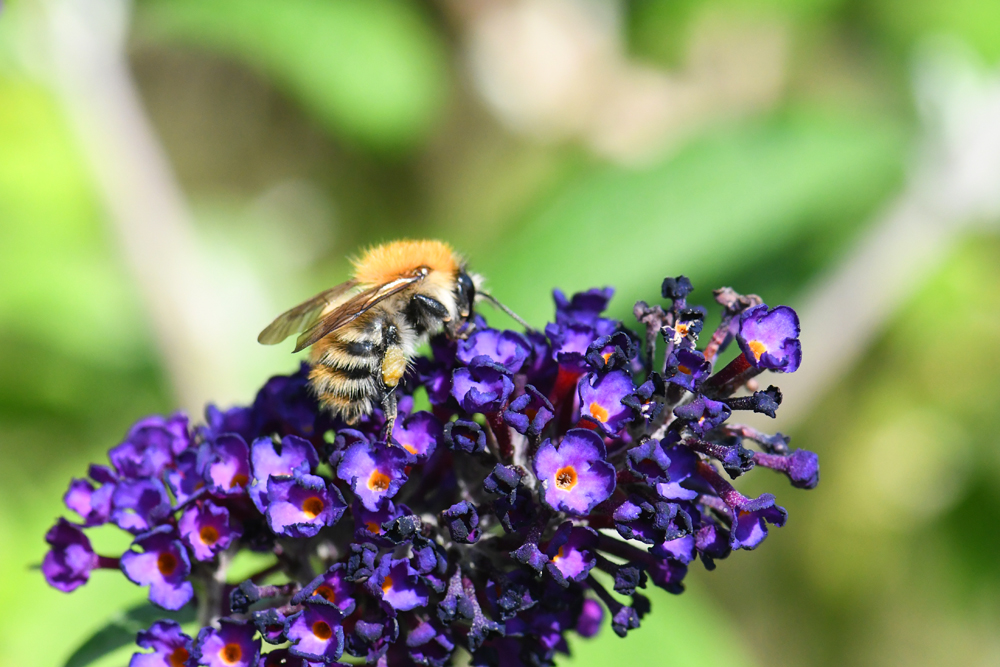 Bourdon photo et image | animaux, animaux sauvages, nature Images ...