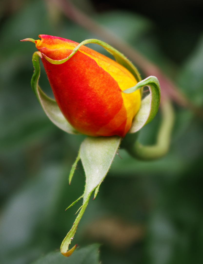 bouton photo et image | fleurs, roses, nature Images fotocommunity
