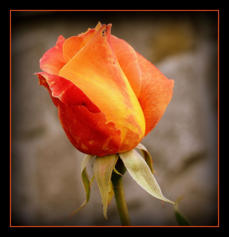 bouton de rose photo et image | fleurs, fleurs , nature Images ...