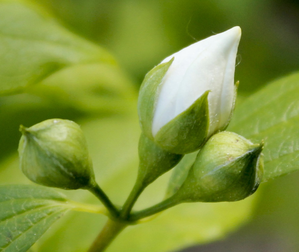 Bouton de seringat photo et image | macro nature, macro fleurs, macros ...