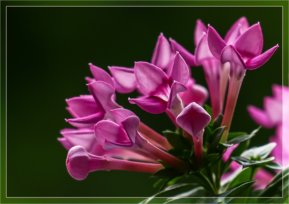 Bouvardia Foto & Bild | natur, pflanzen, blüten Bilder auf fotocommunity
